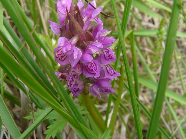 Pete's Walks - Early Marsh Orchid
